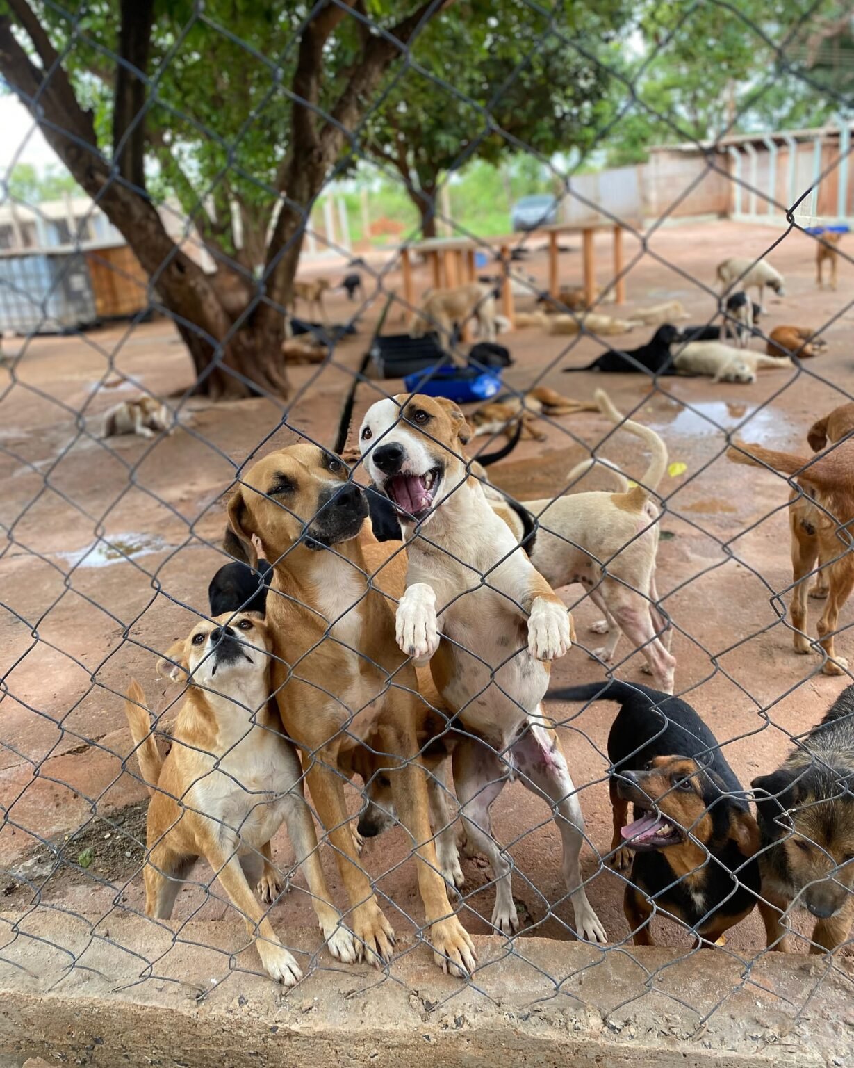weare in the midst of a crisis over 100 animals are struggling to ...
